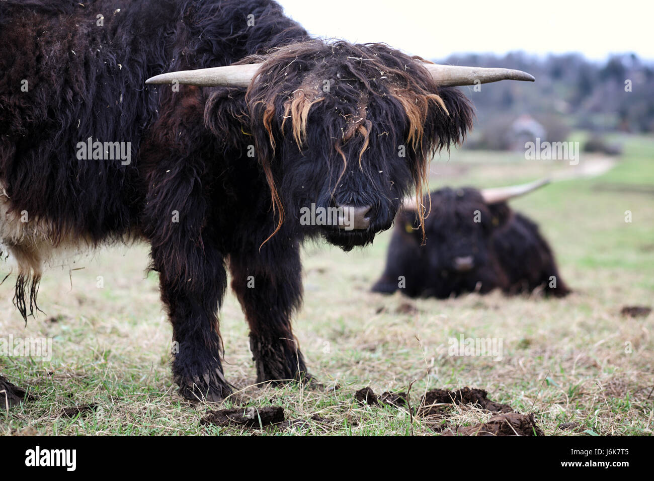 black highland cattle Stock Photo - Alamy