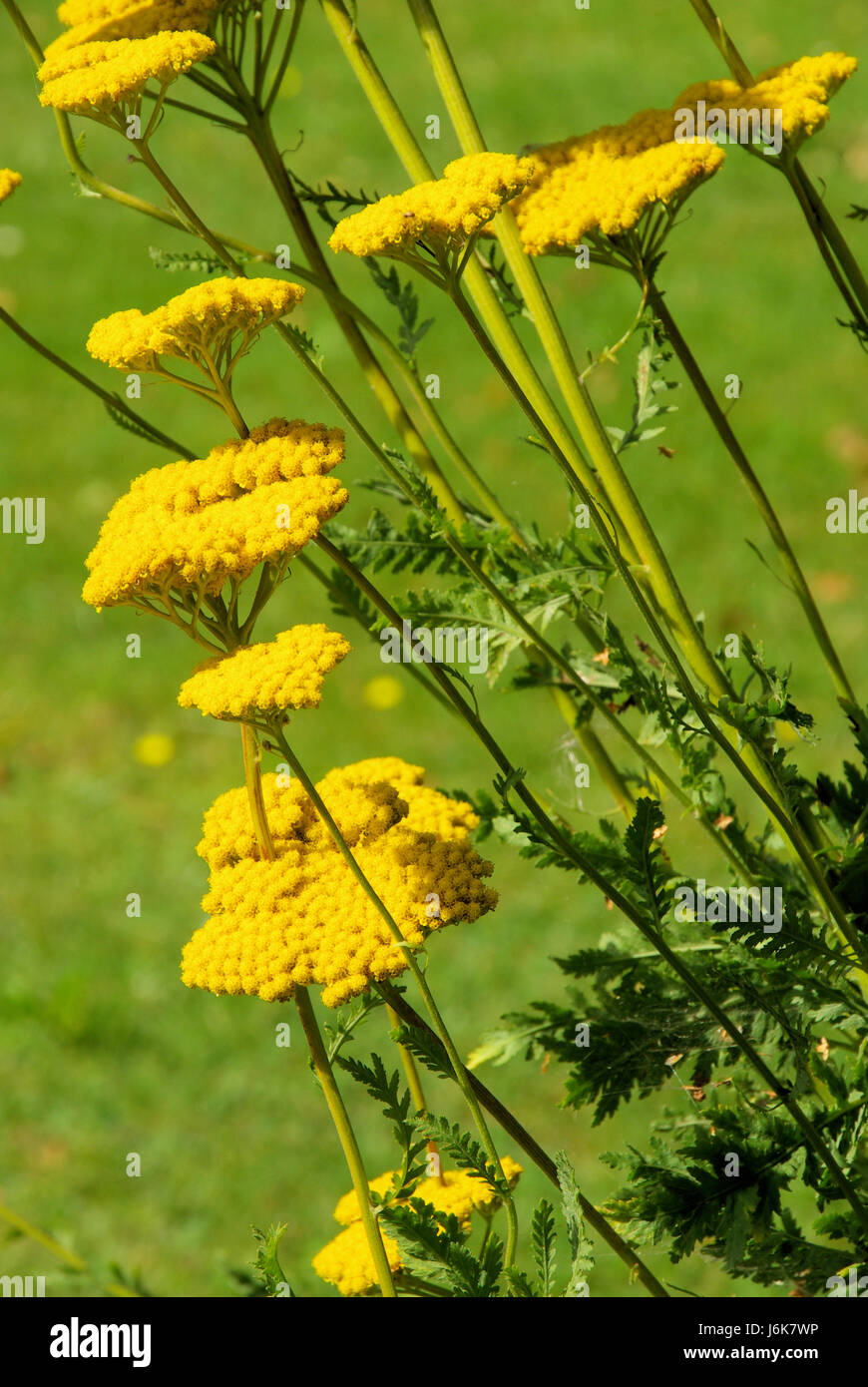 yellow yarrow - fernleaf yarrow 10 Stock Photo - Alamy