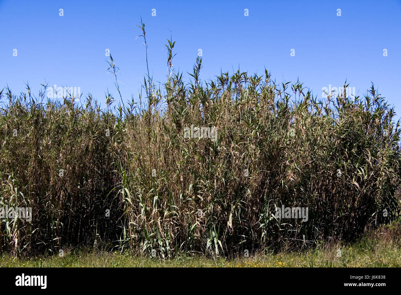Bamboo windbreak hi-res stock photography and images - Alamy