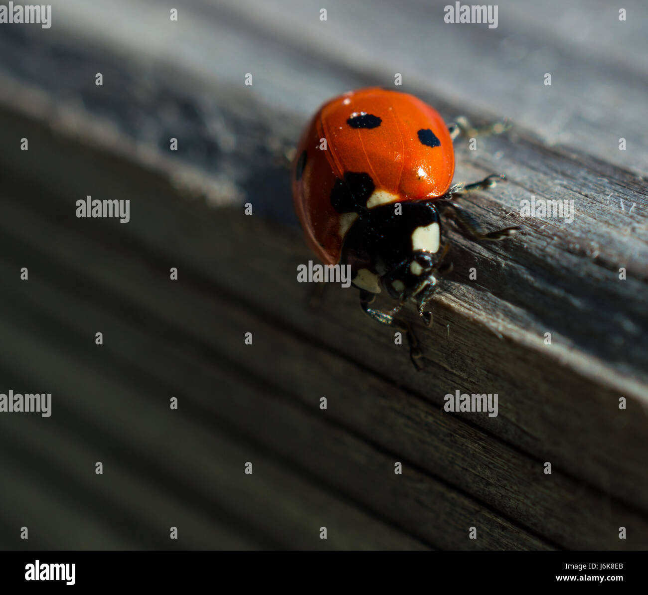 Ladybug walking on the wood near the sea Stock Photo - Alamy