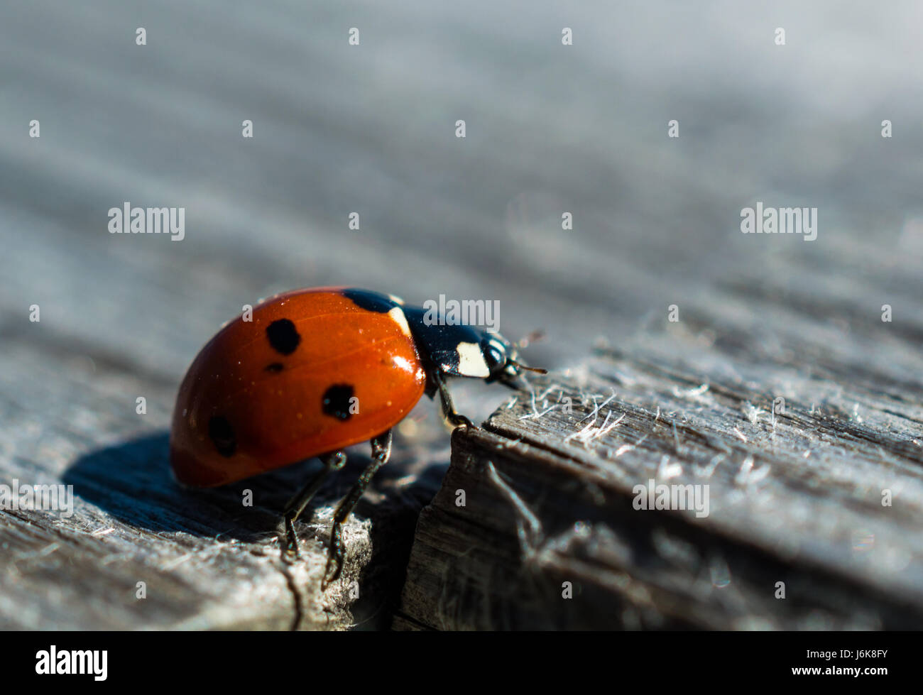 Ladybug walking on the wood near the sea Stock Photo - Alamy
