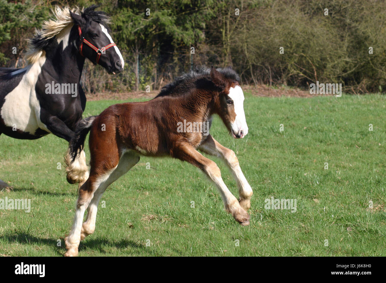 horse spring foal buck horse curiosity gallop freedom liberty spring ...