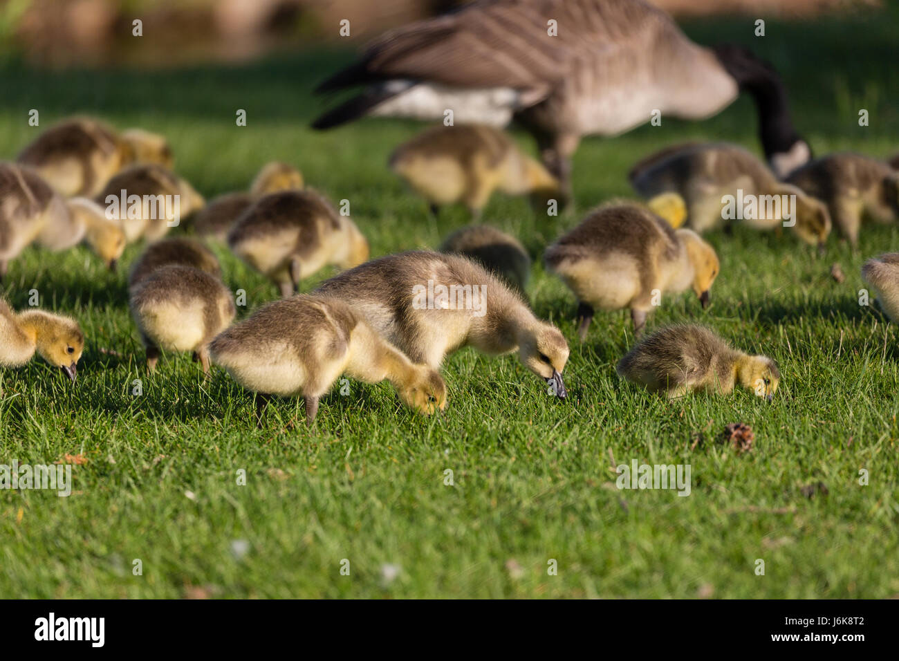 Gaggle of Canada goose (branta canadensis) feeding on a Wisconsin field ...