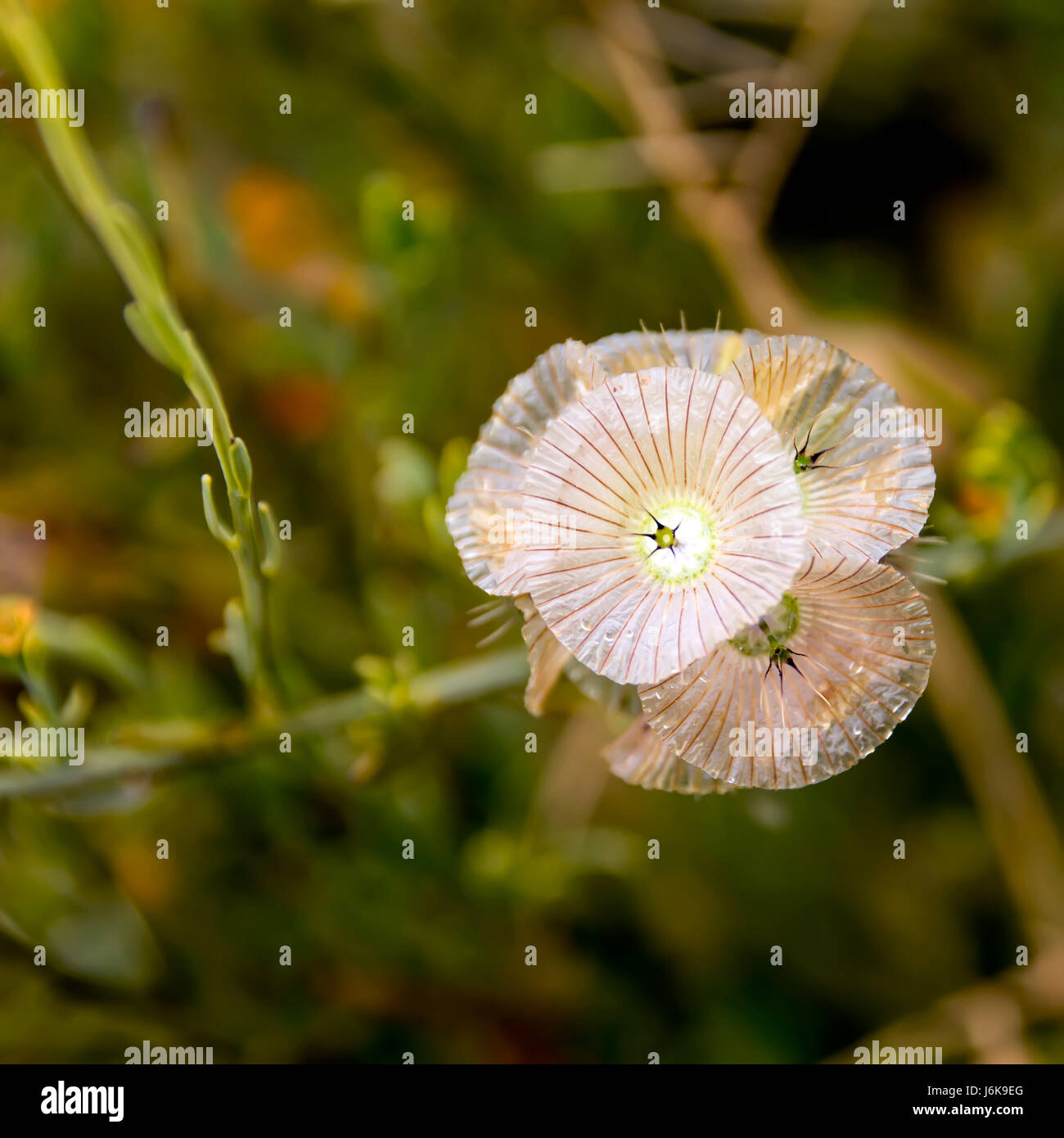 Fine refined pink flowers Stock Photo - Alamy