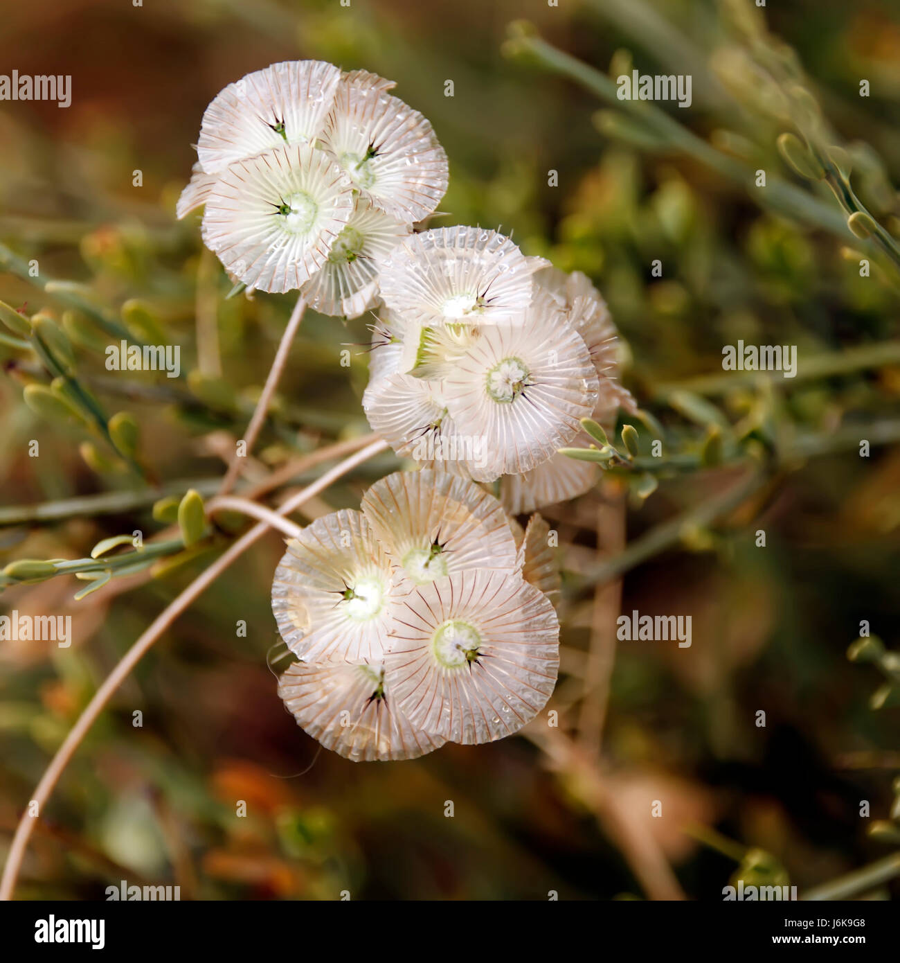 Fine refined pink flowers Stock Photo - Alamy