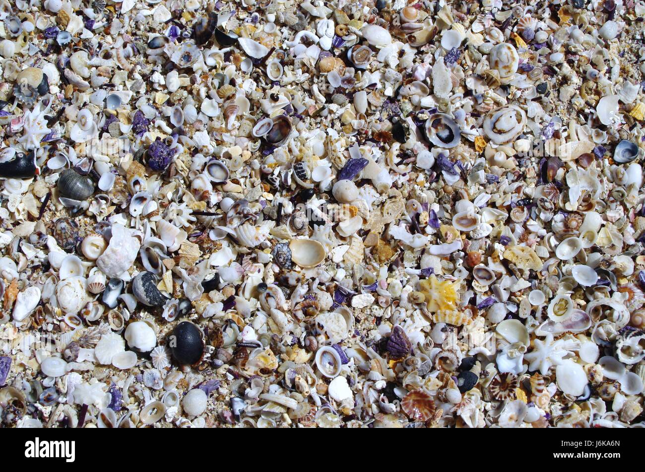 beach seaside the beach seashore washed crushed shingle salt water sea ...