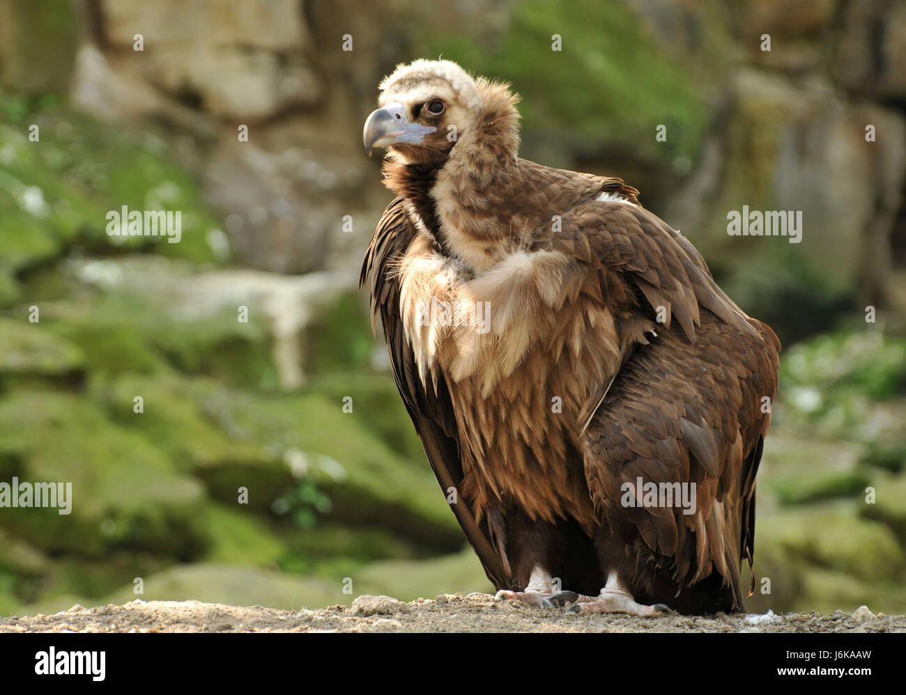 Geier hi-res stock photography and images - Alamy