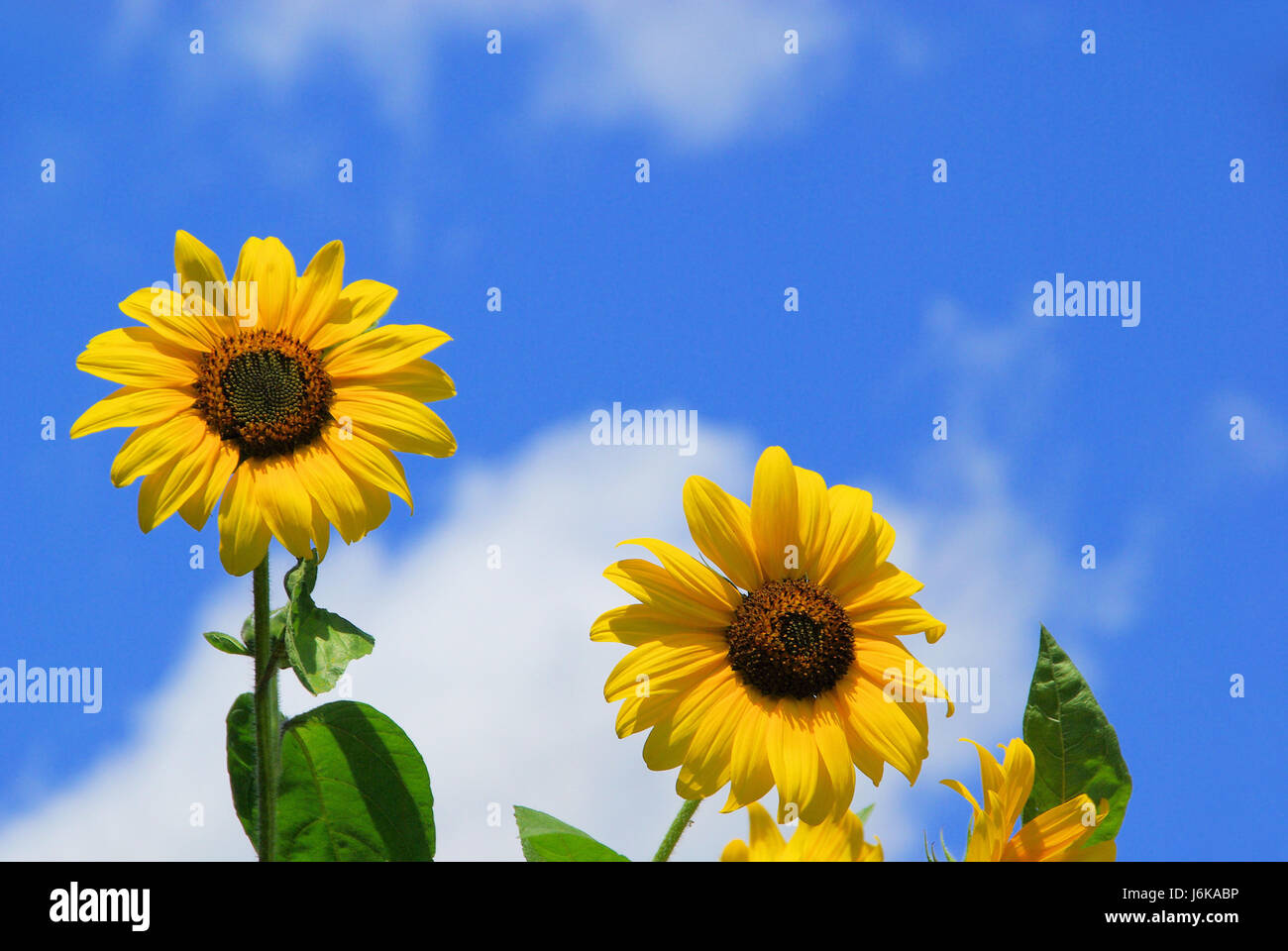 sunflowers - sunflowers 35 Stock Photo - Alamy