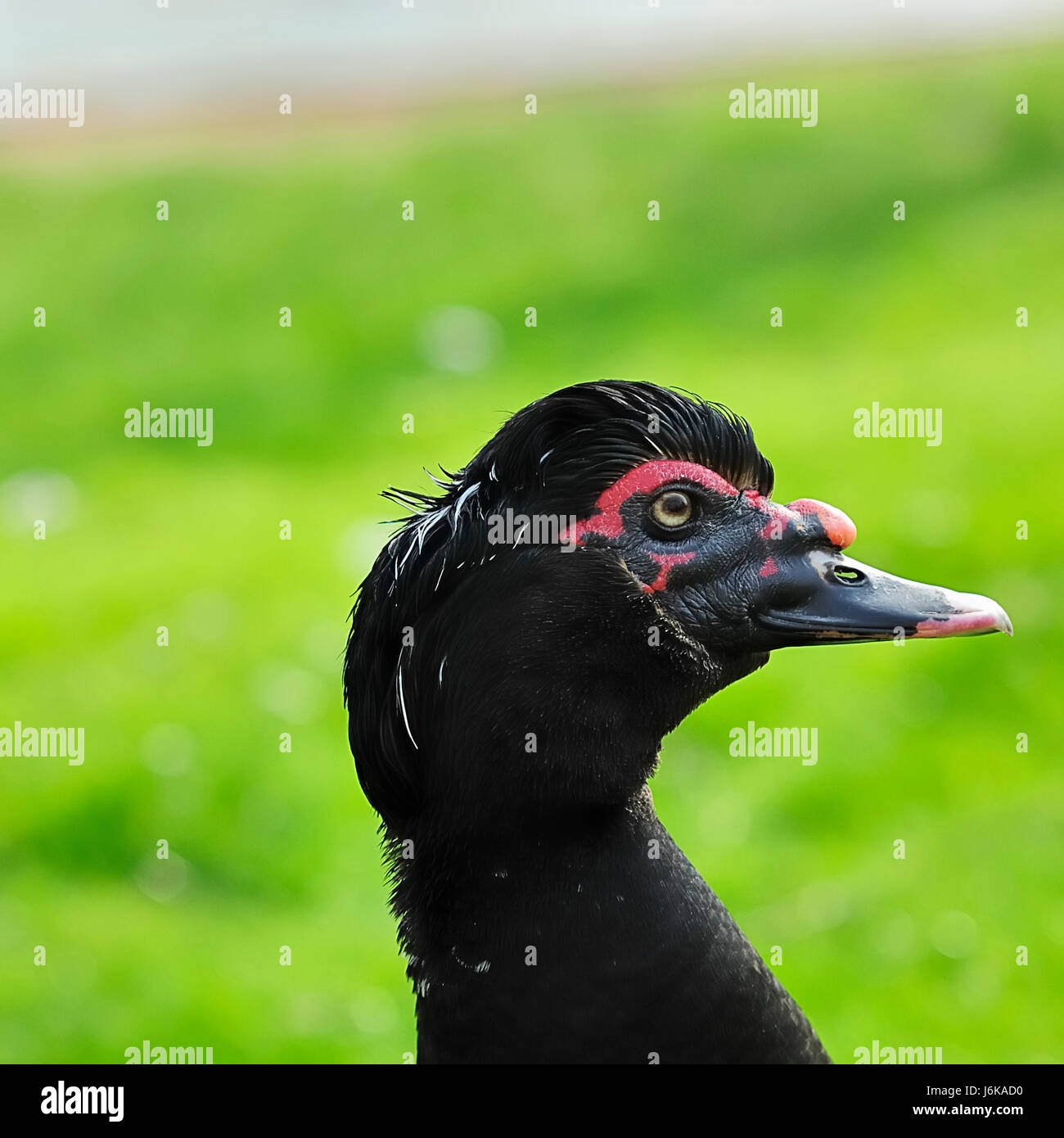 musk duck 1 Stock Photo - Alamy
