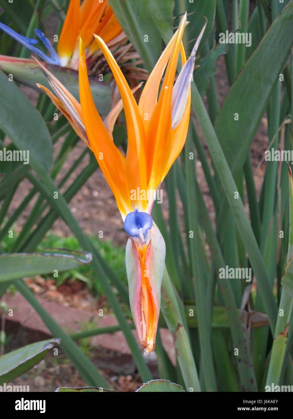 Parrot plant hi-res stock photography and images - Alamy