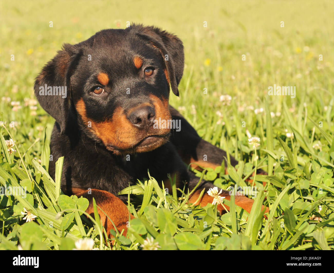 pet dog puppy cub baby rottweiler young younger garden animal flower ...