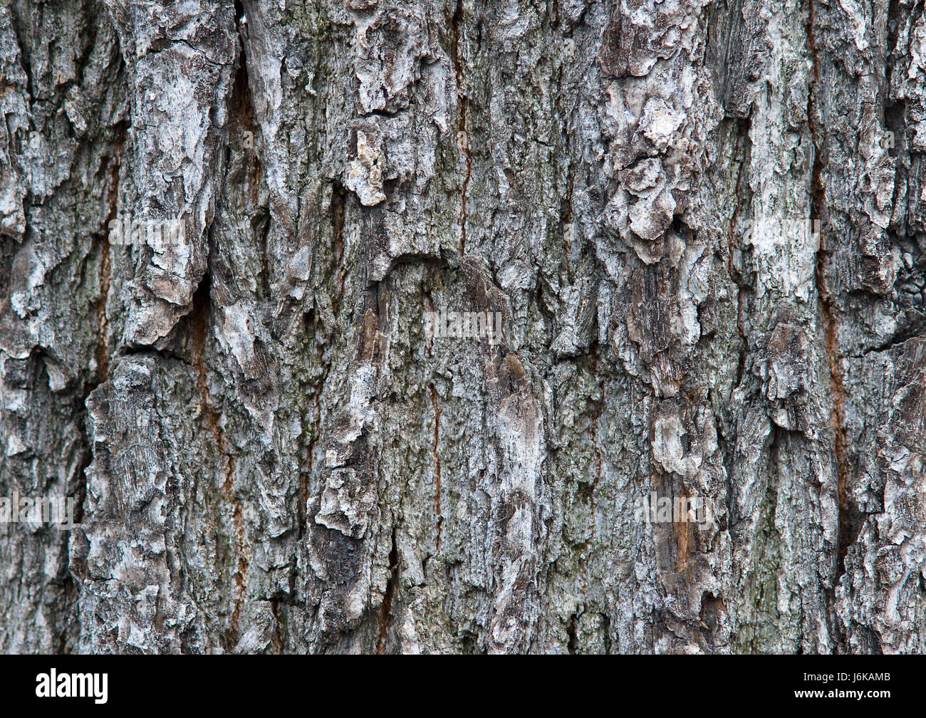 bark of an old tree Stock Photo - Alamy