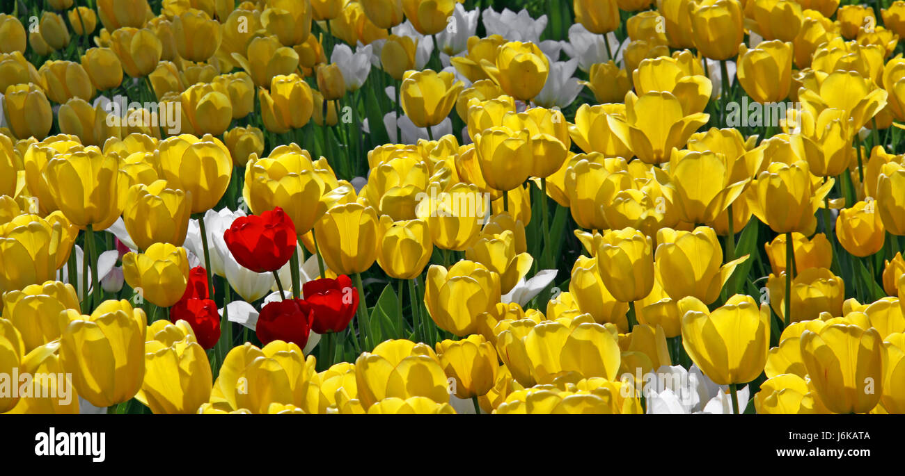 yellow white red Stock Photo - Alamy