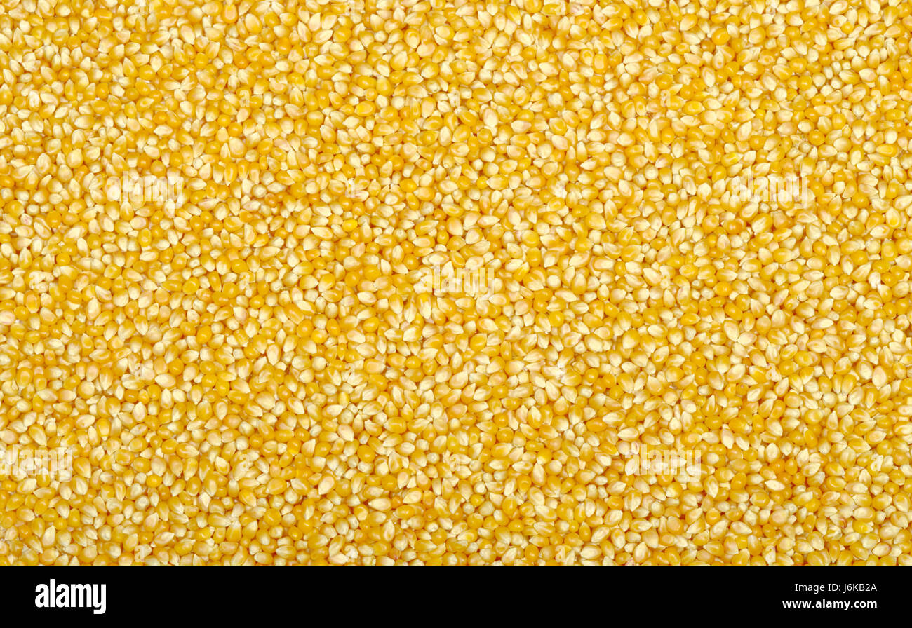 yellow corn background Stock Photo - Alamy