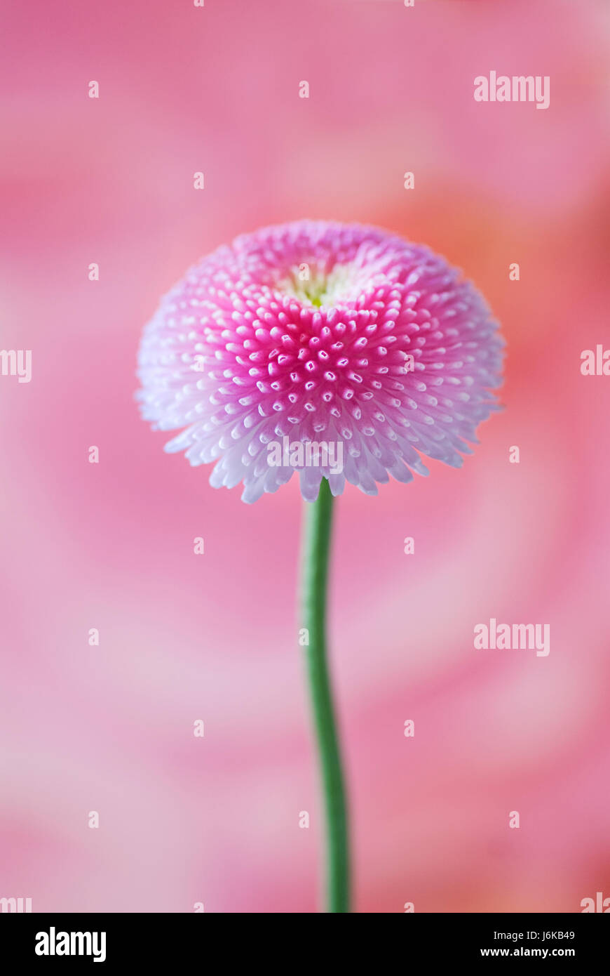 Pink bellies hi-res stock photography and images - Alamy