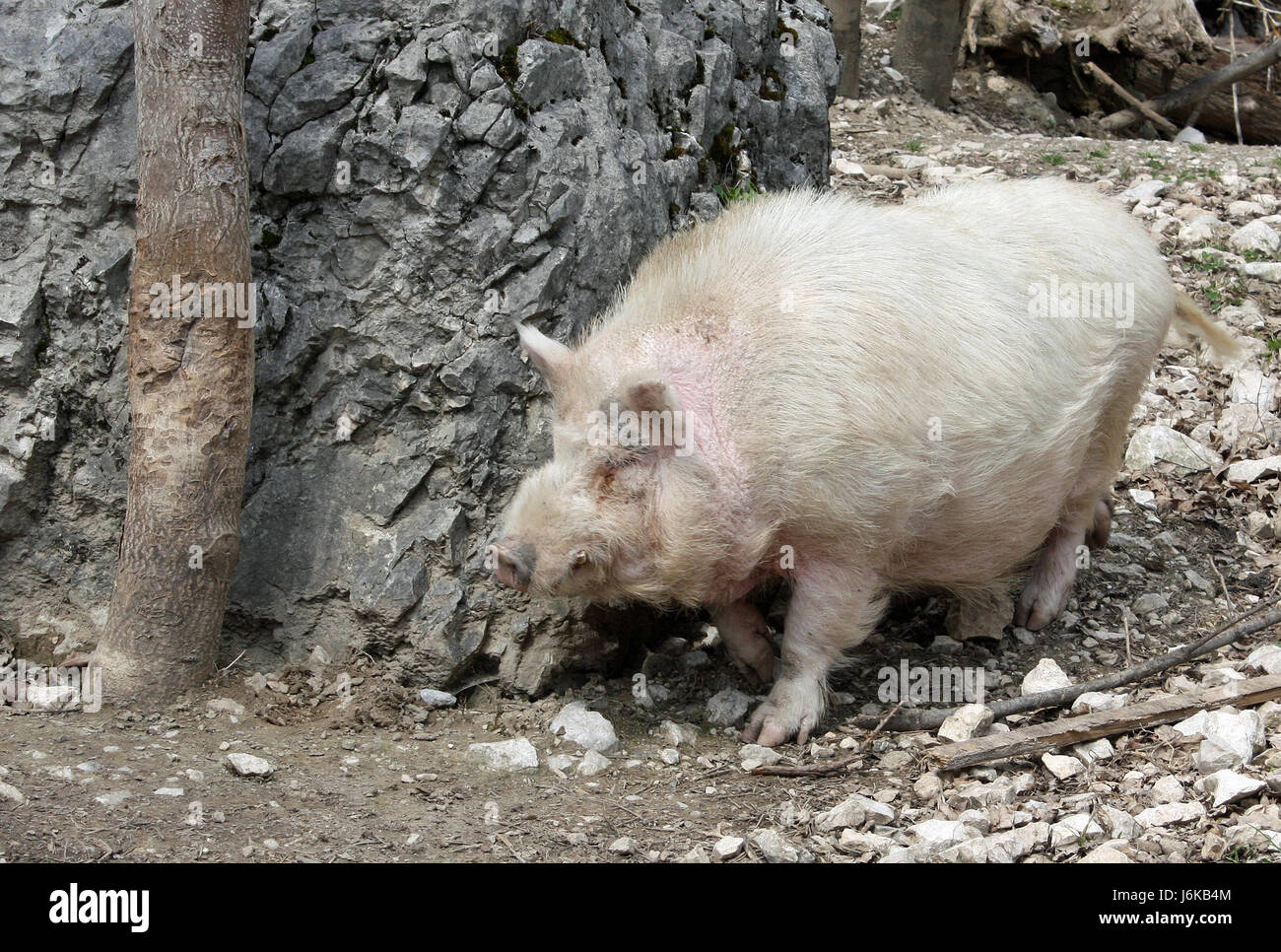 Pig belt hi-res stock photography and images - Alamy