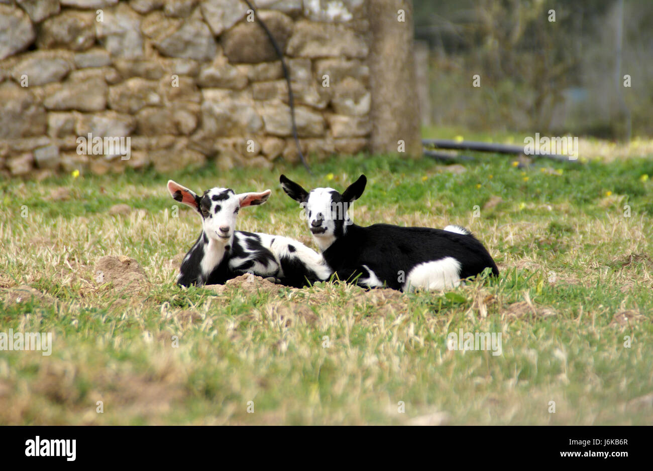 Sheepish hi-res stock photography and images - Alamy