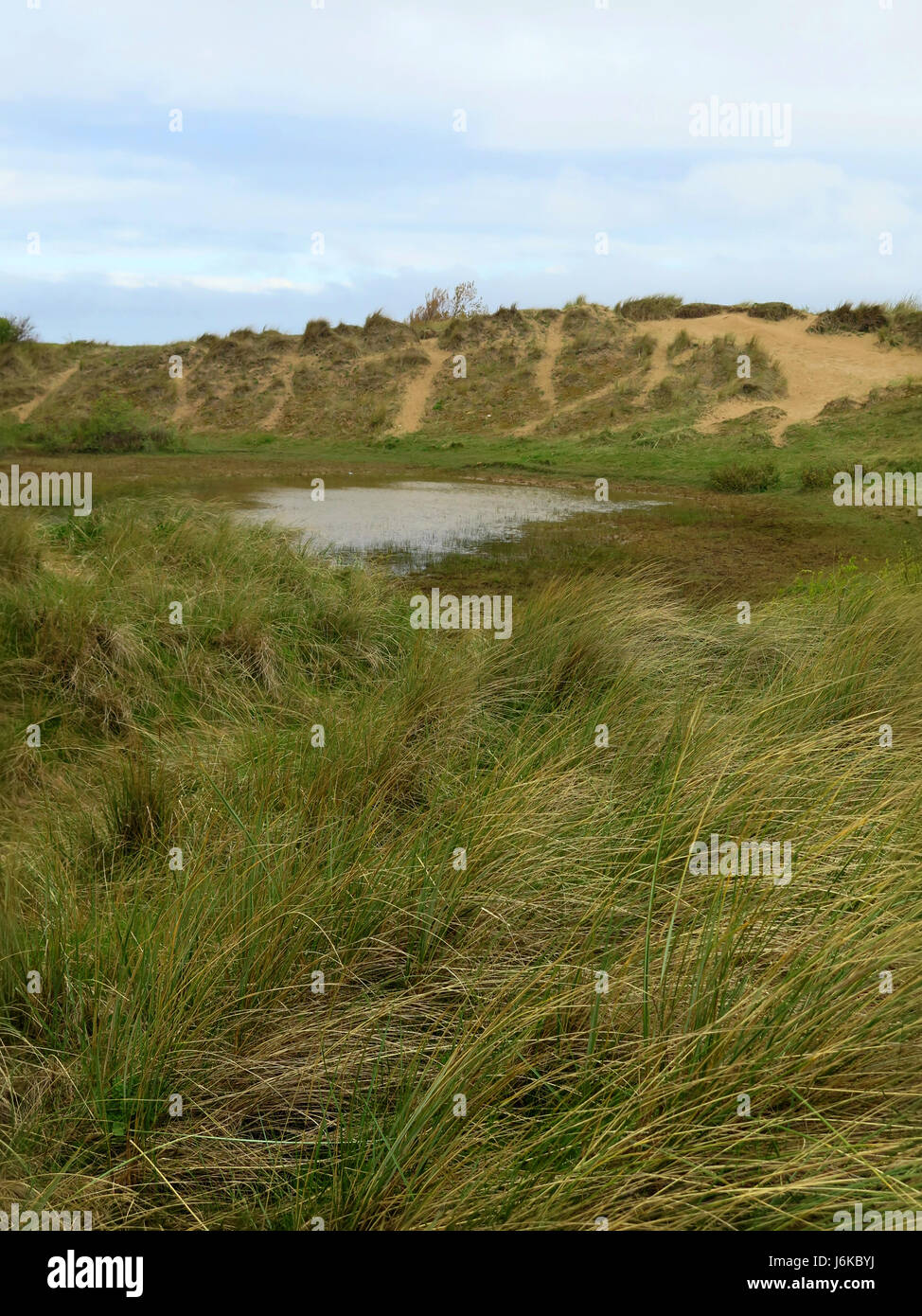 Natterjack toad pond hi-res stock photography and images - Alamy