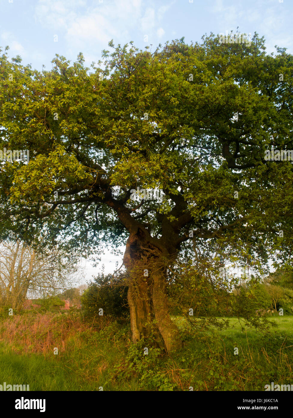 Old Oak tree Stock Photo - Alamy