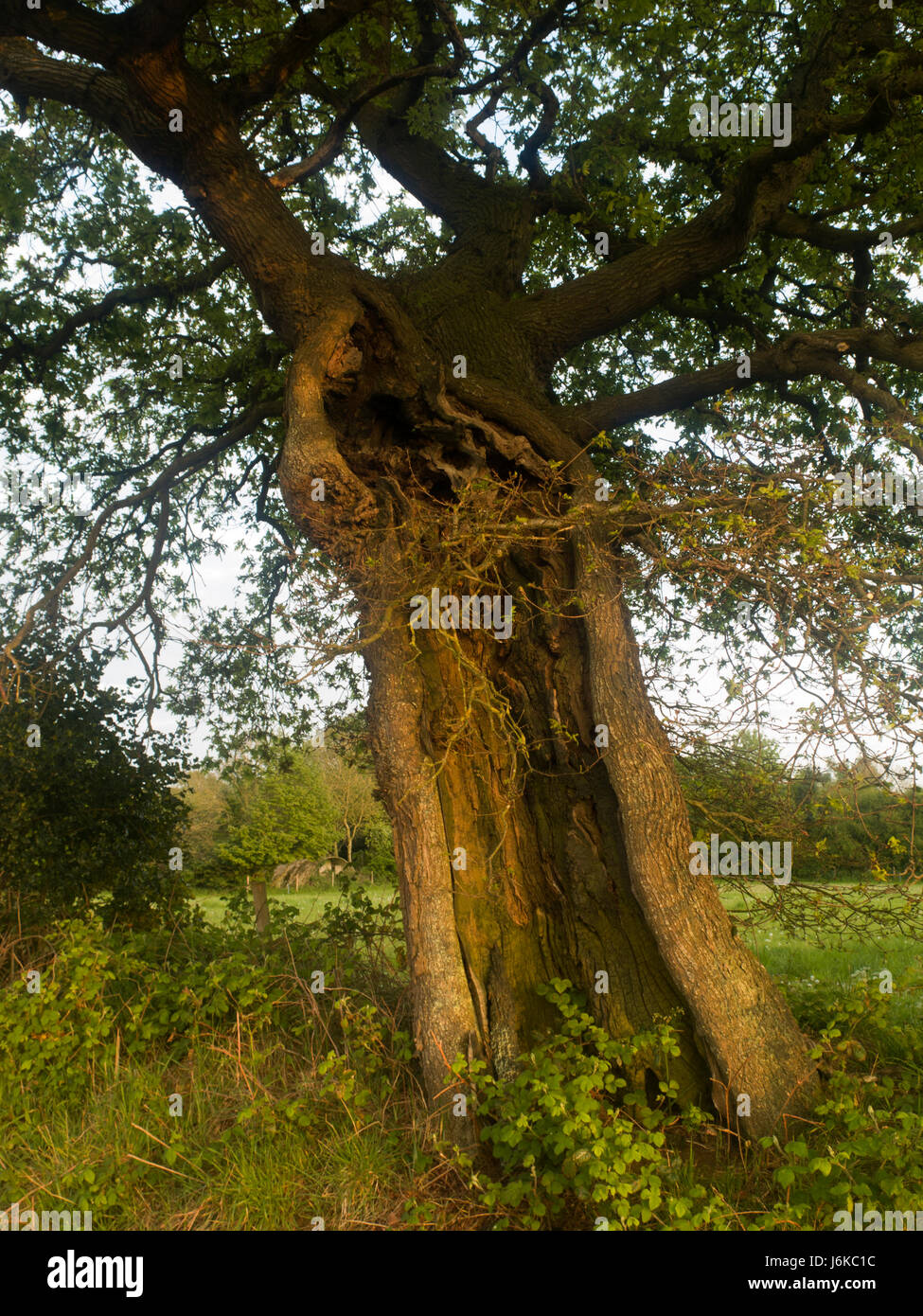Old Oak tree Stock Photo - Alamy