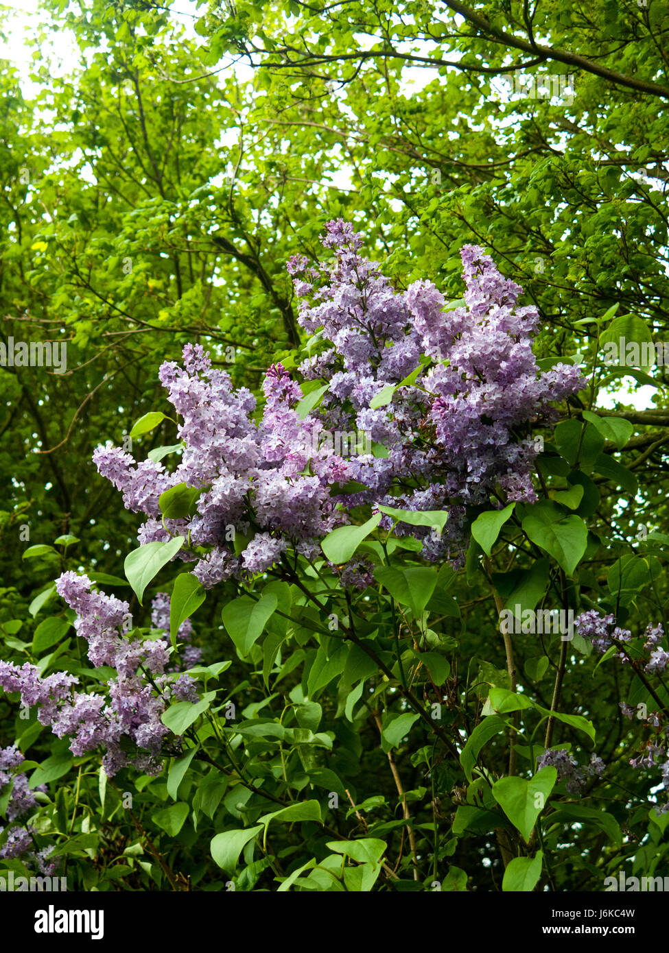 Common Lilac flowers Stock Photo - Alamy