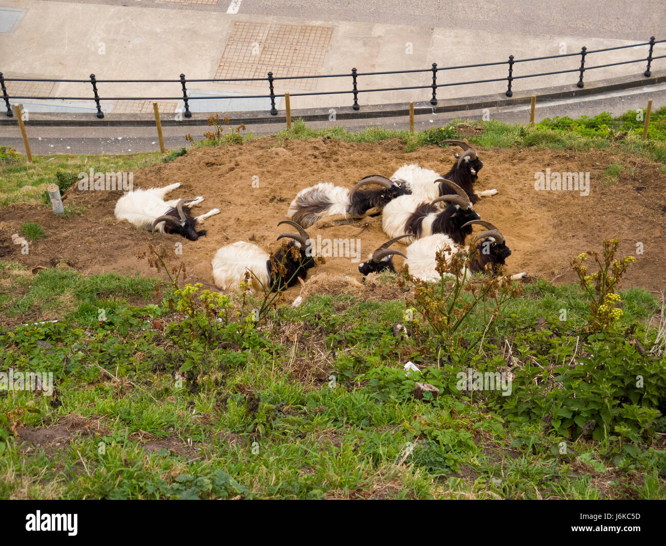 Bagot goats cromer hi-res stock photography and images - Alamy