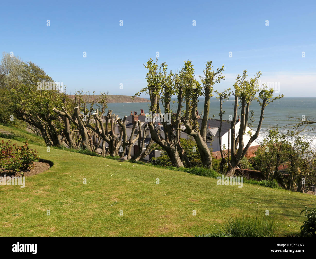 Lopped trees hi-res stock photography and images - Alamy