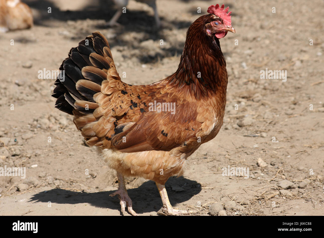 free running chicken Stock Photo - Alamy