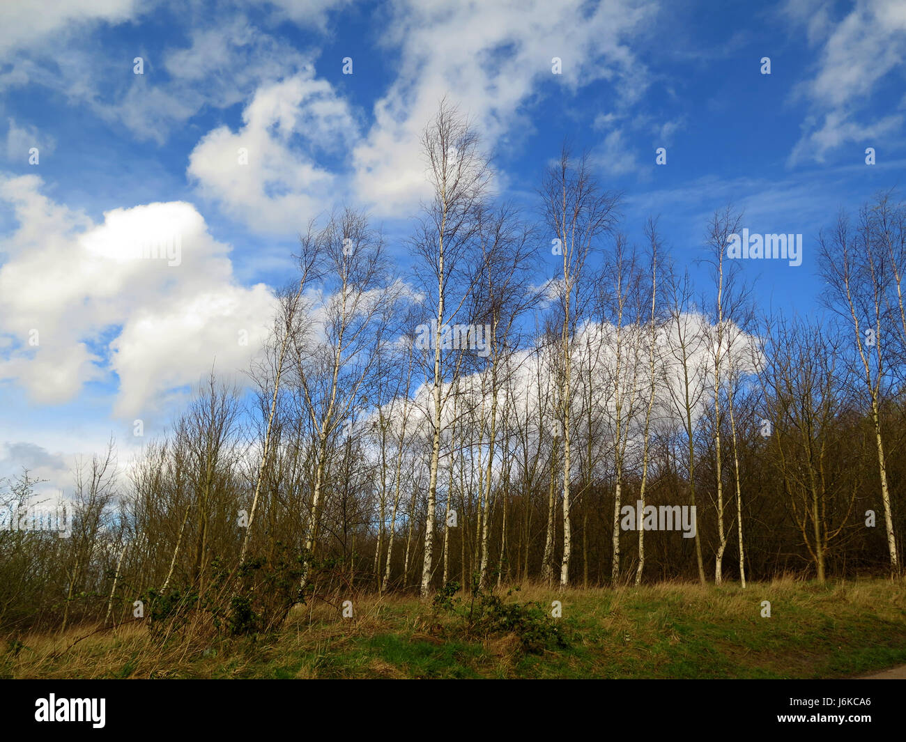 Silver birch trees in spring hi-res stock photography and images - Alamy