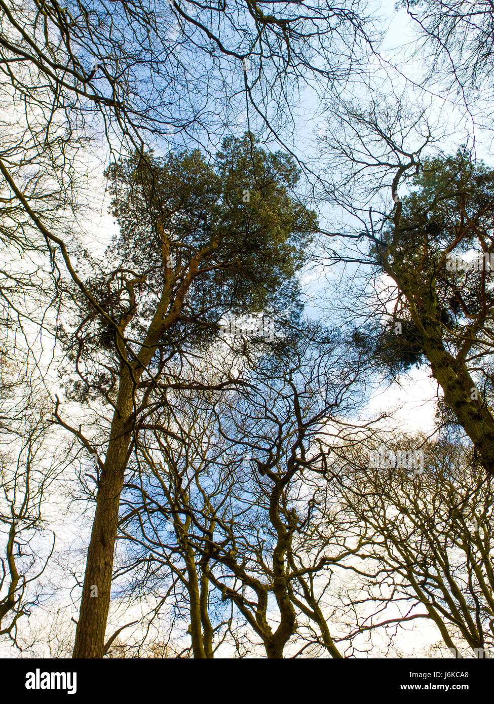Woodland canopy from below Stock Photo - Alamy