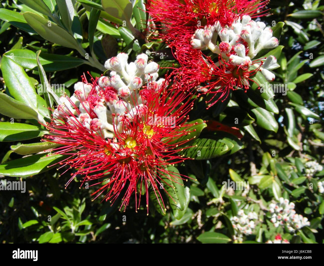 Manukau plant hi-res stock photography and images - Alamy