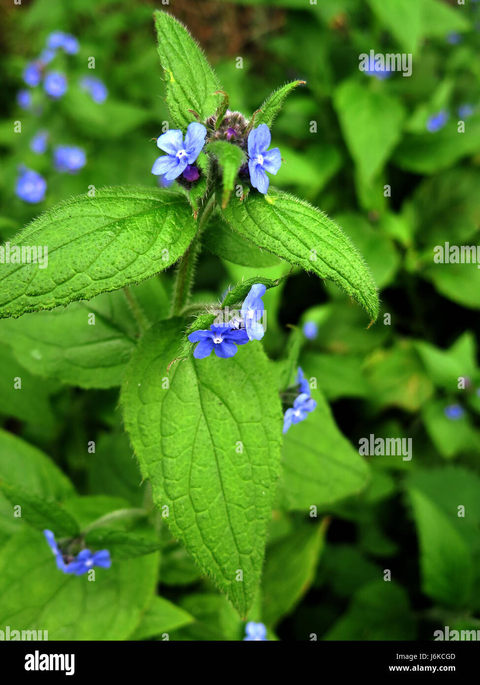 Green alkanet hi-res stock photography and images - Alamy