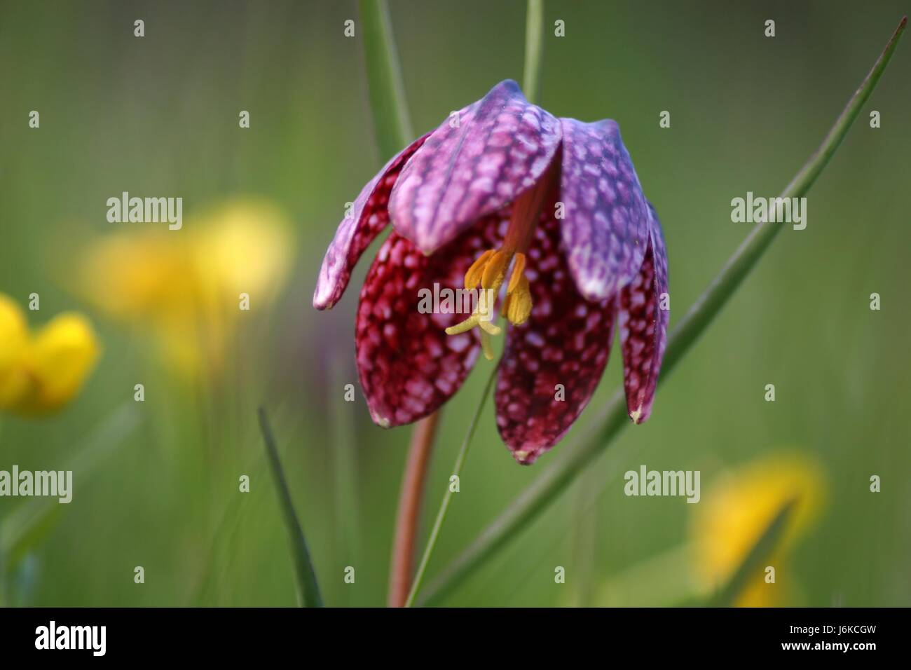 blooming of the checkered lily Stock Photo - Alamy
