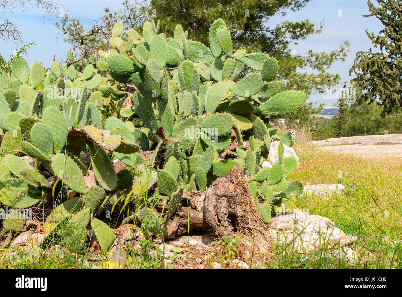 Green flat rounded cladodes of Opuntia ficus-indica cactus. Israeli ...