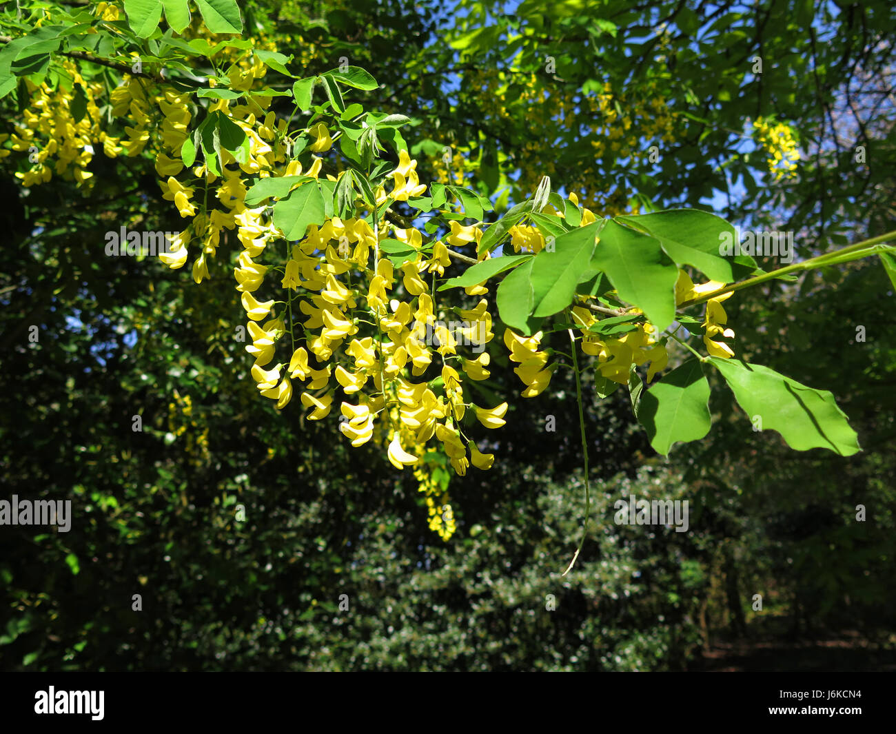Laburnum in flower Stock Photo - Alamy