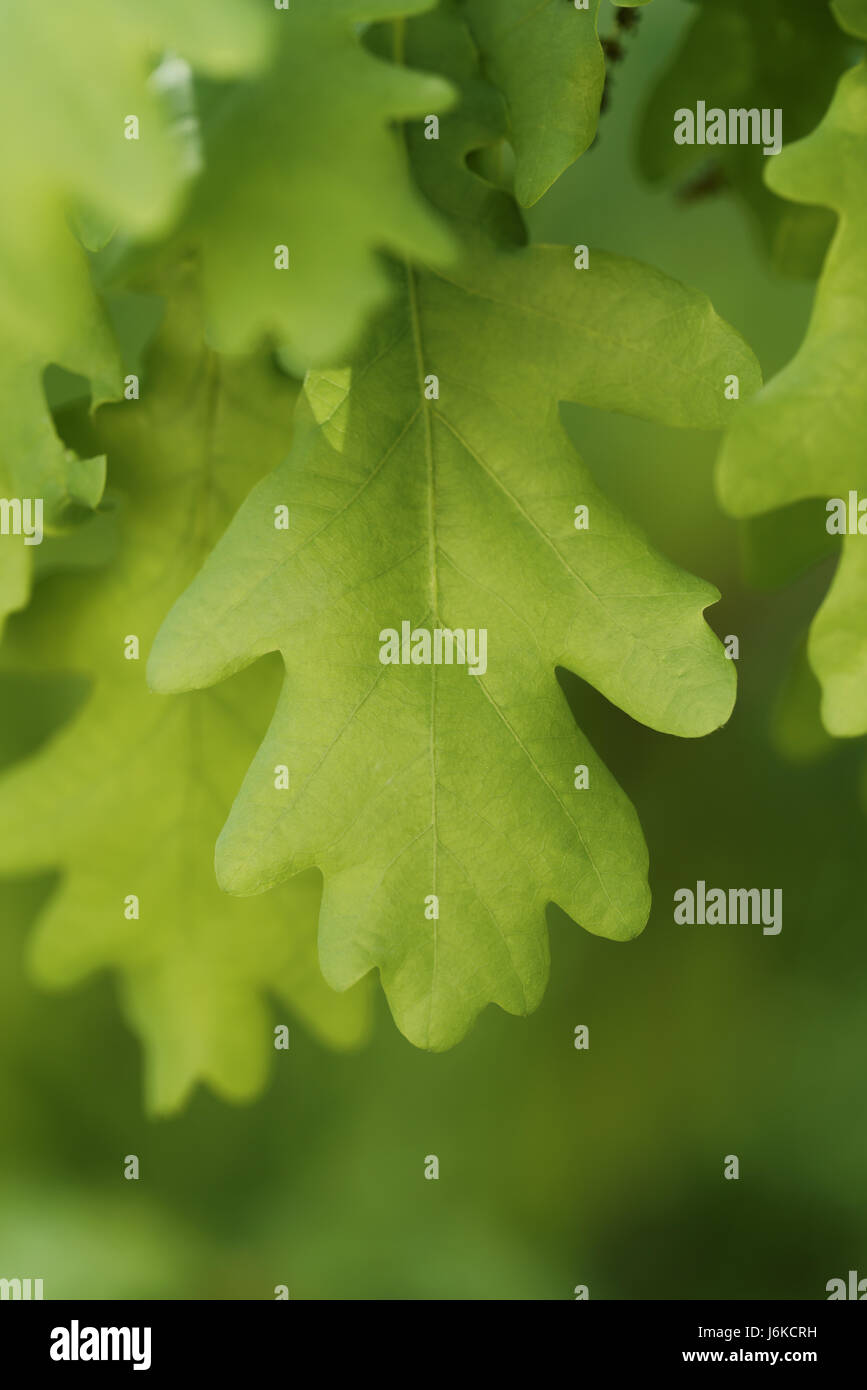Young green oak tree leaves in spring day, shallow focus Stock Photo ...