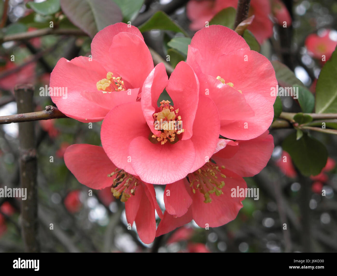 bloom blossom flourish flourishing pome shrub plant jam quince complete ...