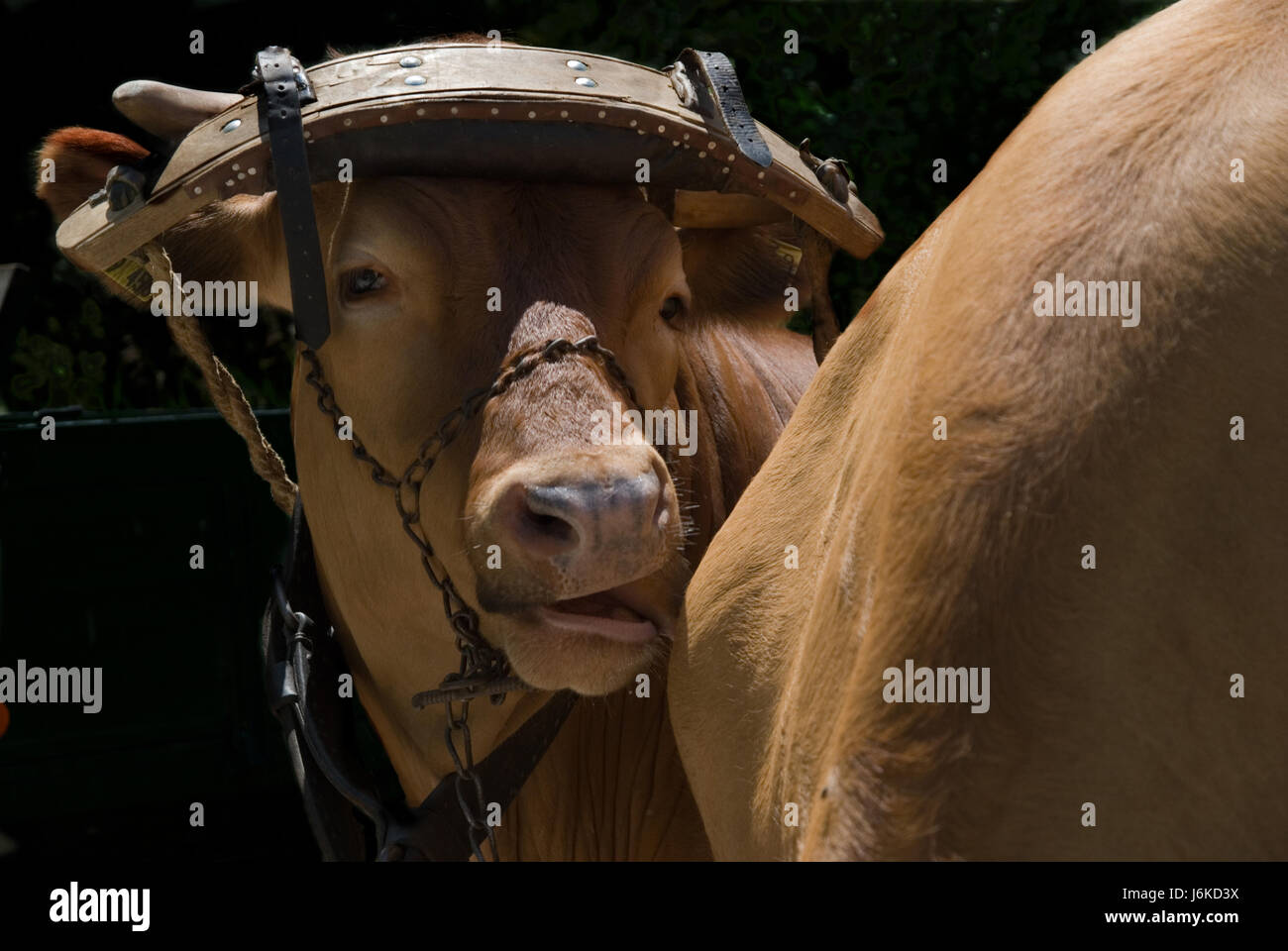 Draught ox hi-res stock photography and images - Alamy