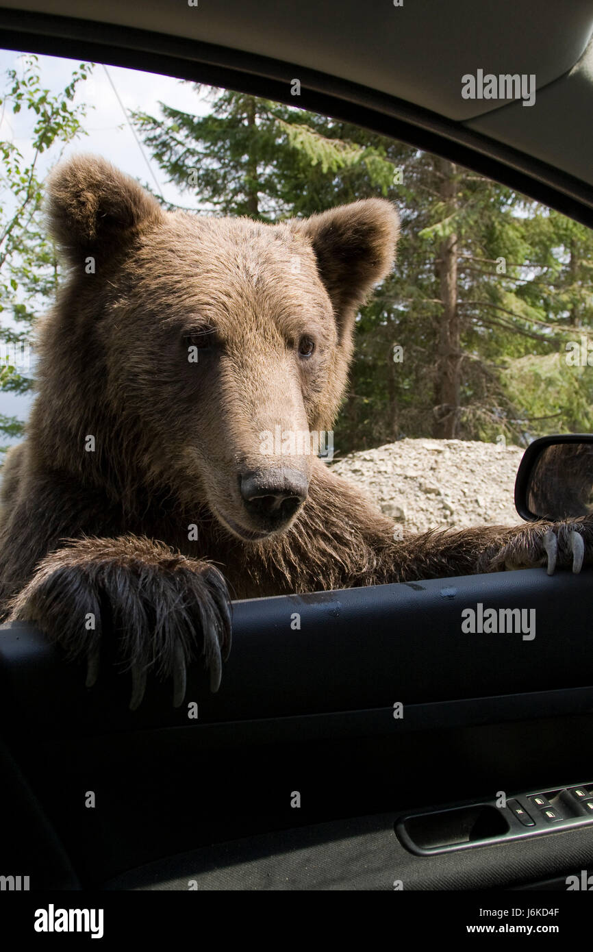 danger bear wild car automobile vehicle means of travel motor vehicle ...