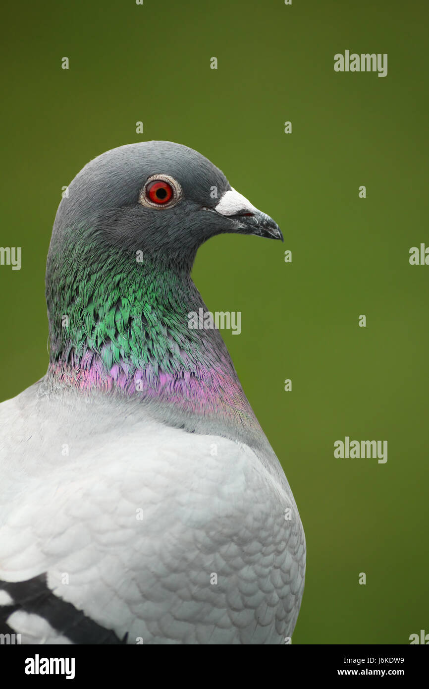 bird birds pigeon animal bird eye organ birds beak pigeon beaks nature ...