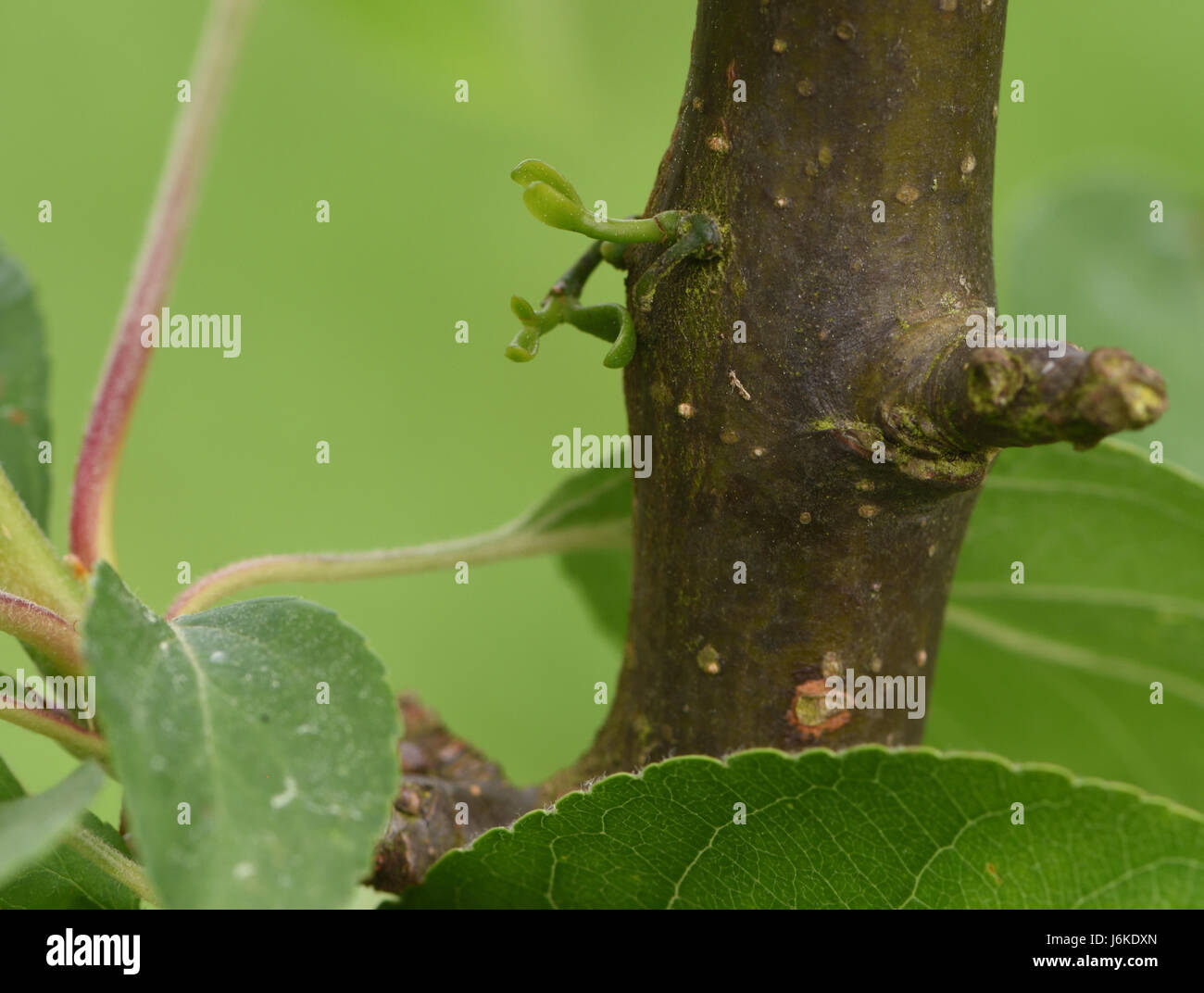 Second year Mistletoe seedlings (Viscum album) growing on a crab apple ...