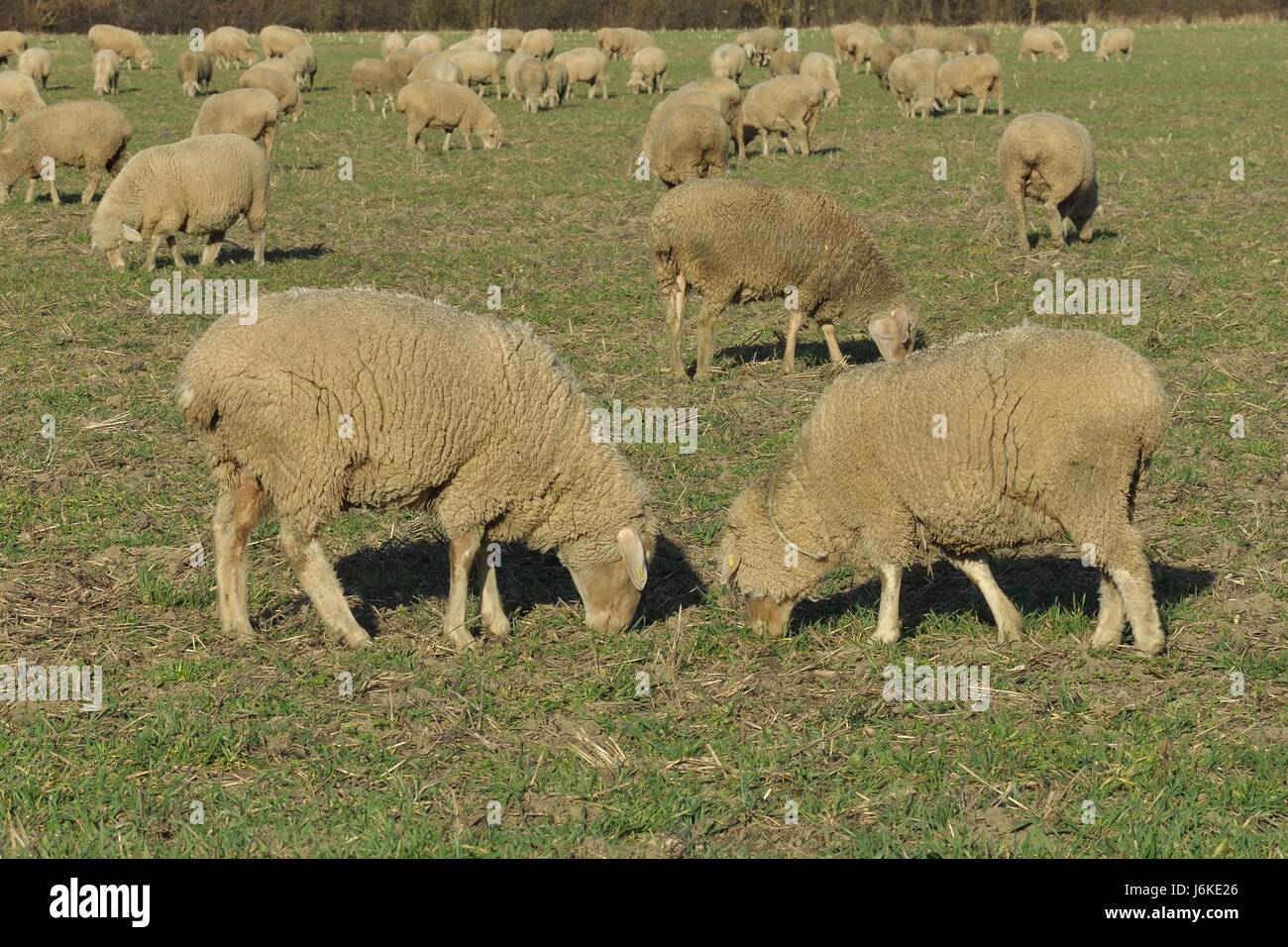 158 hi-res stock photography and images - Alamy