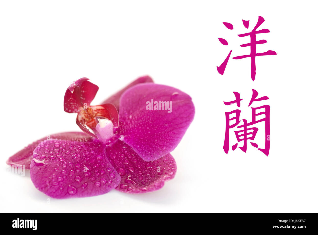orchid and character for orchid Stock Photo - Alamy