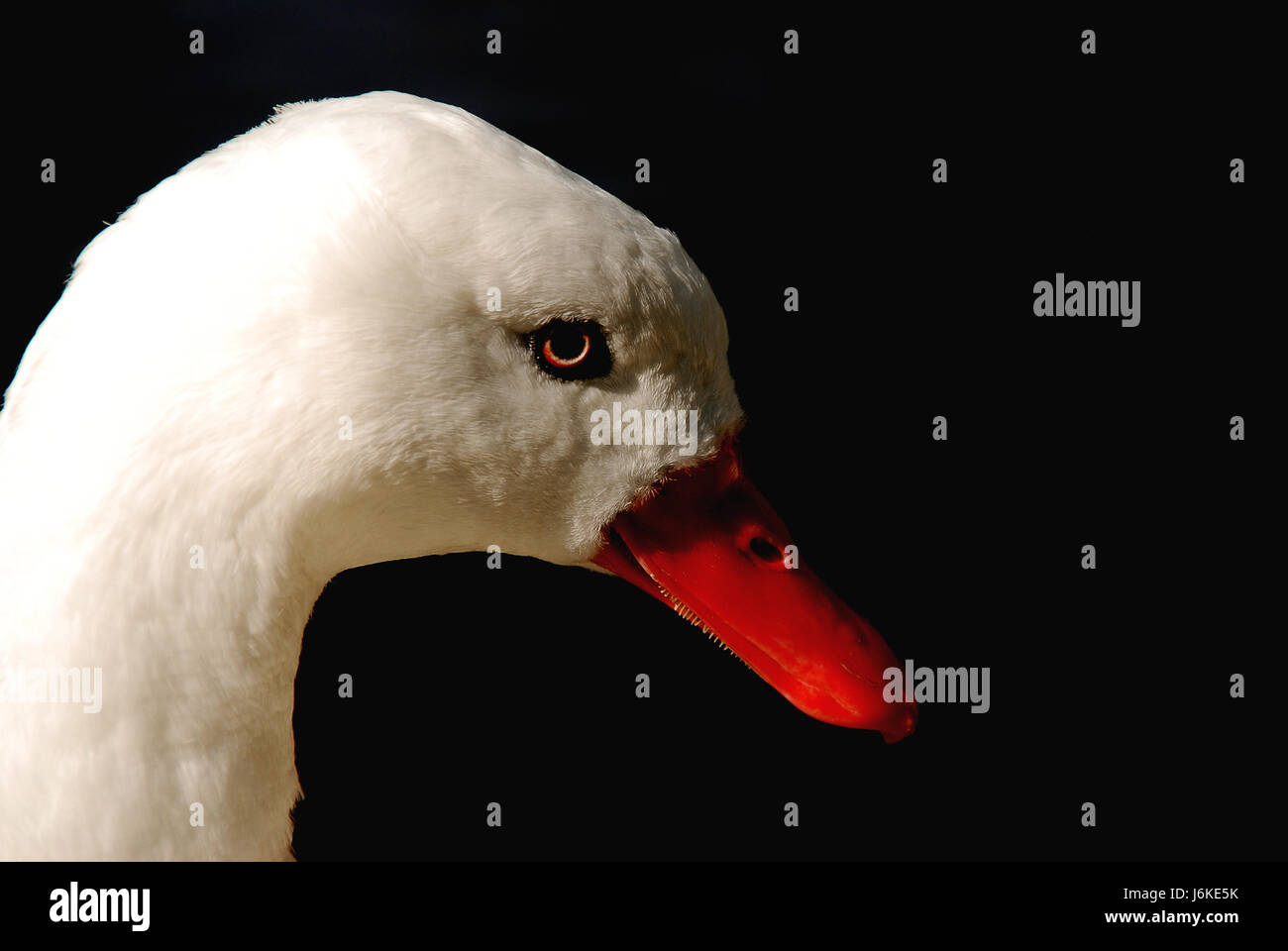 Duckbill hi-res stock photography and images - Alamy