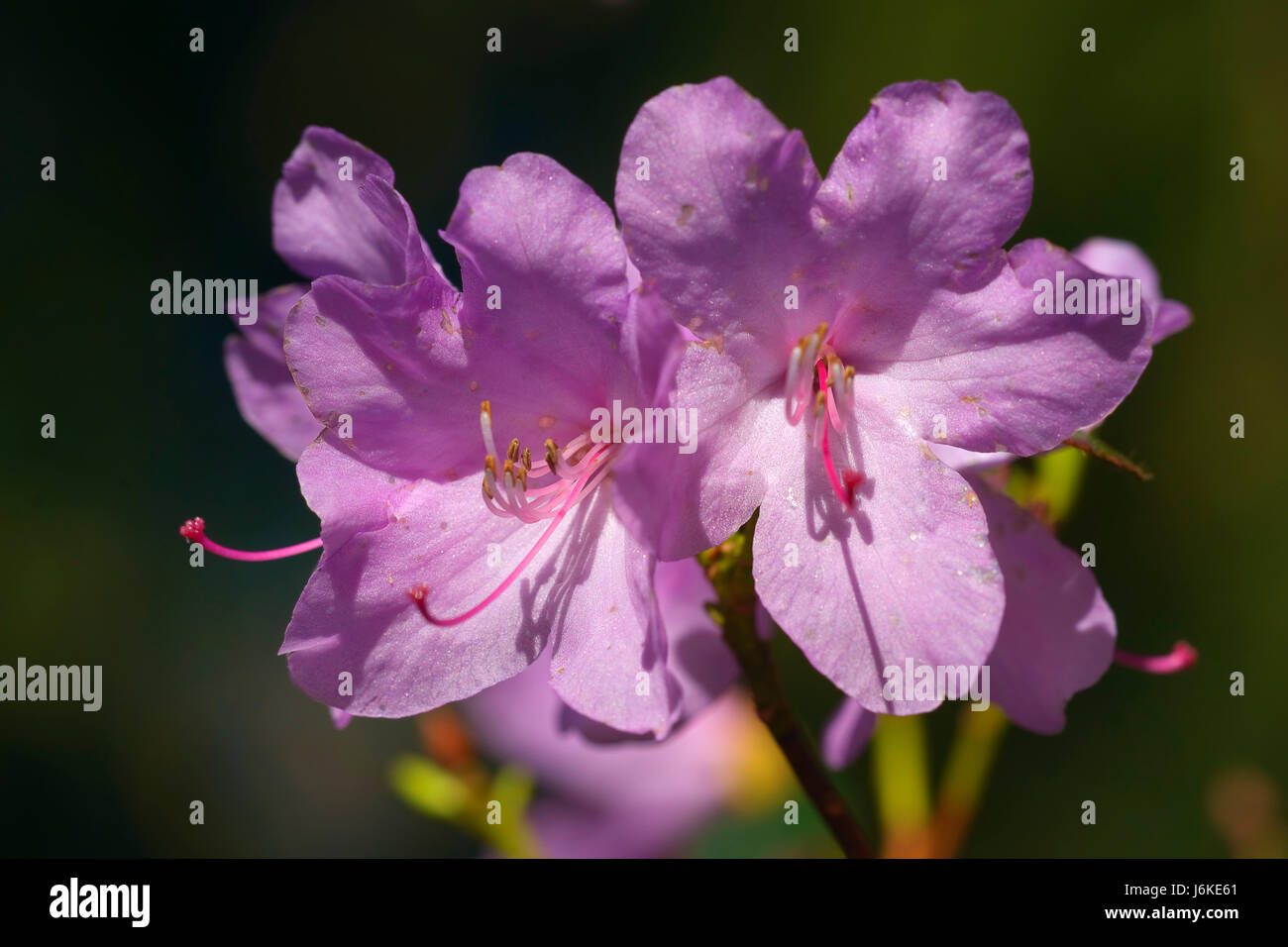 Rhododendron praecox hi-res stock photography and images - Alamy
