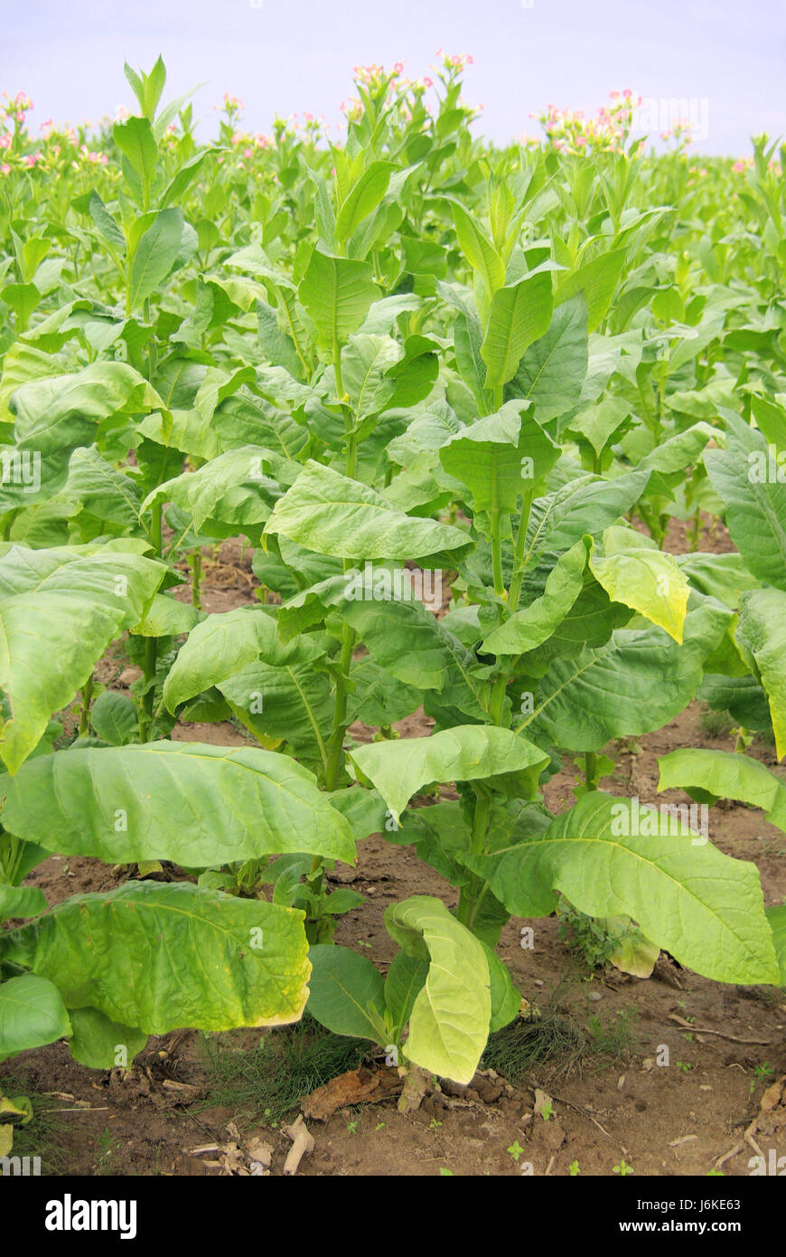 nicotiana tabacum - cultivated tobacco 15 Stock Photo - Alamy
