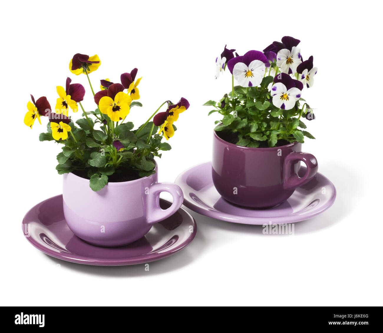 Viola pansy flower composition hi-res stock photography and images - Alamy