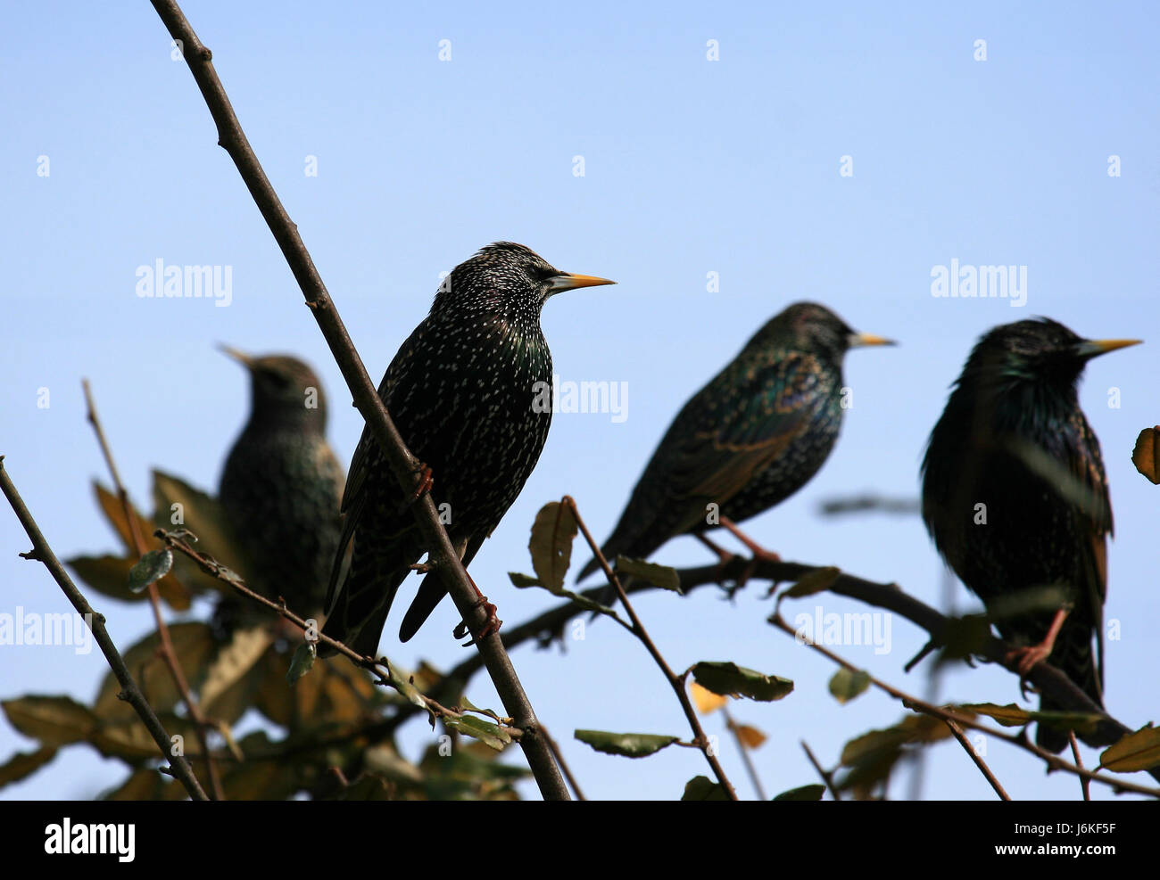 Rallying hi-res stock photography and images - Alamy