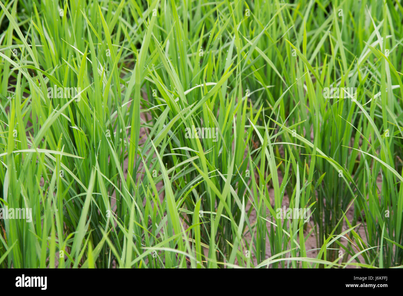 Close up of fresh grass on the rice field Stock Photo - Alamy