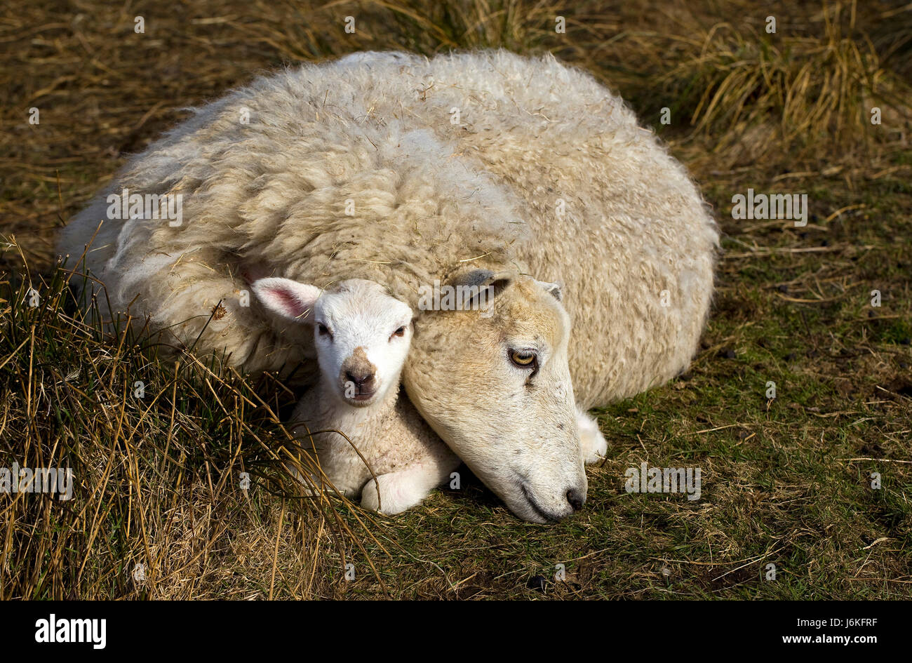 Worried sheep hi-res stock photography and images - Alamy